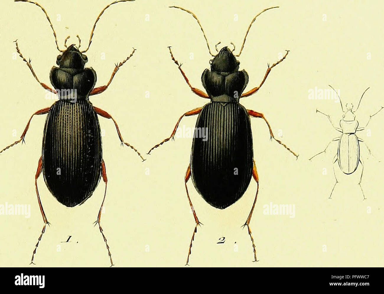 Pierre Dejean's entomological work provides a detailed analysis of ...
