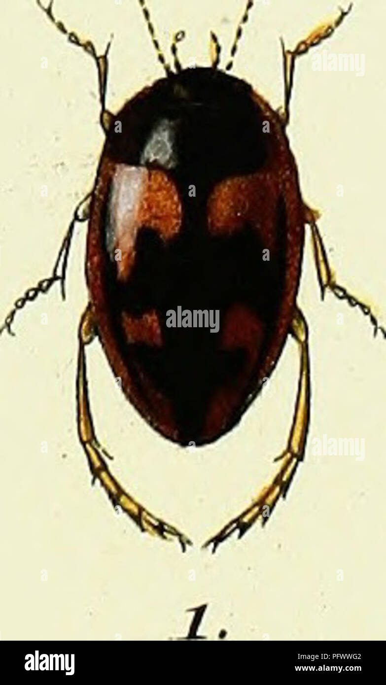 This work provides an in-depth look at European beetles, including ...