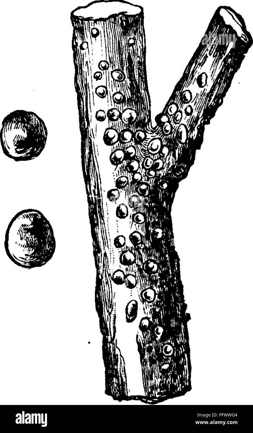 Olive tree scale insects hi-res stock photography and images - Alamy