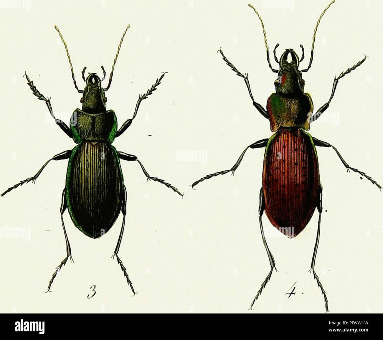 A natural history and iconography of European beetles (Coleoptera ...