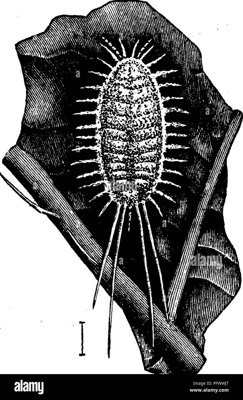 This work by William Saunders provides detailed illustrations and ...