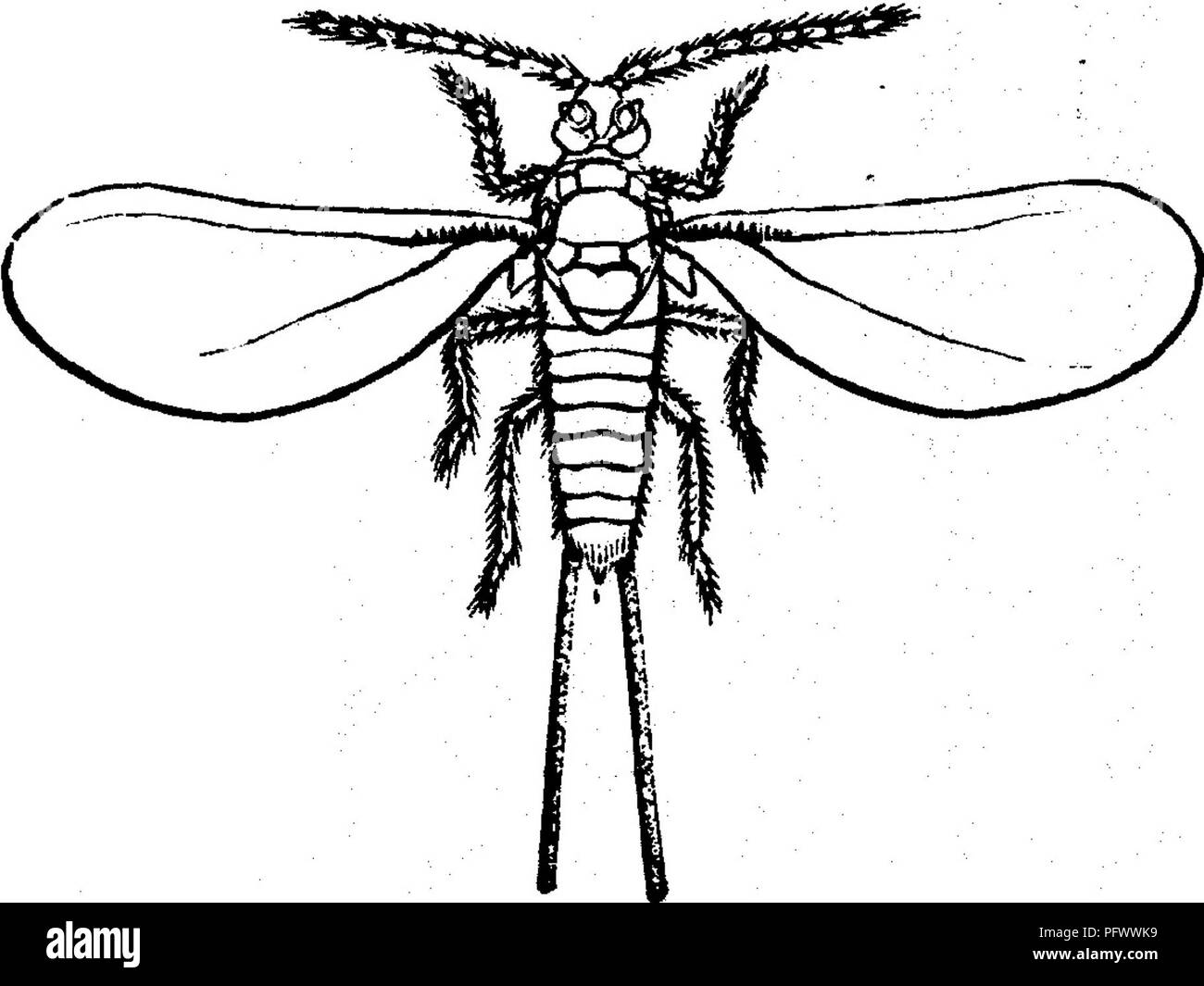 This work details the damage caused by the destructive mealy-bug ...