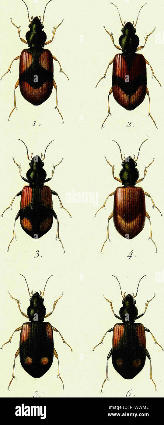 This volume on European beetles offers an in-depth look at various ...