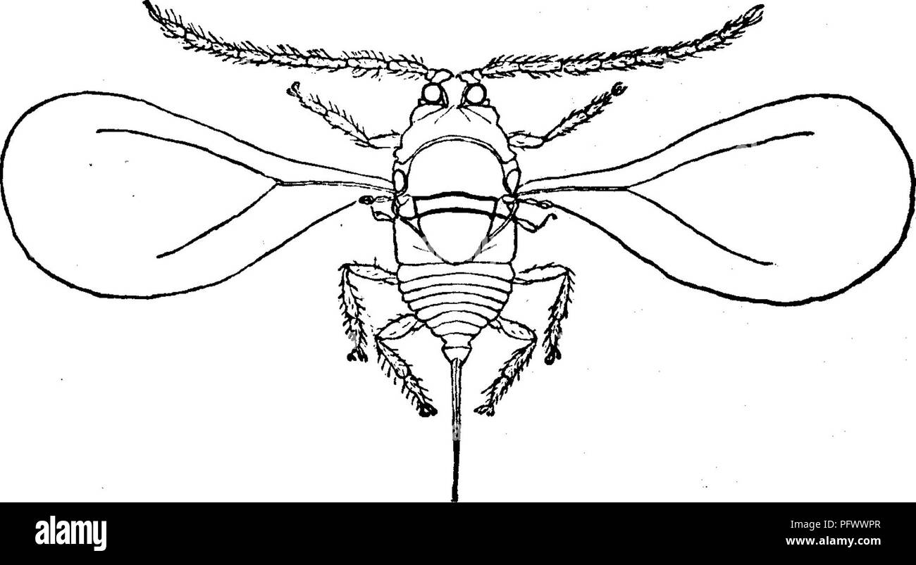 This illustration shows various insect pests harmful to orange trees ...