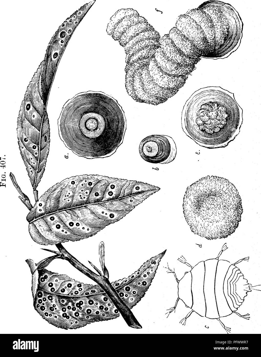 Oval insect eggs Black and White Stock Photos & Images - Alamy