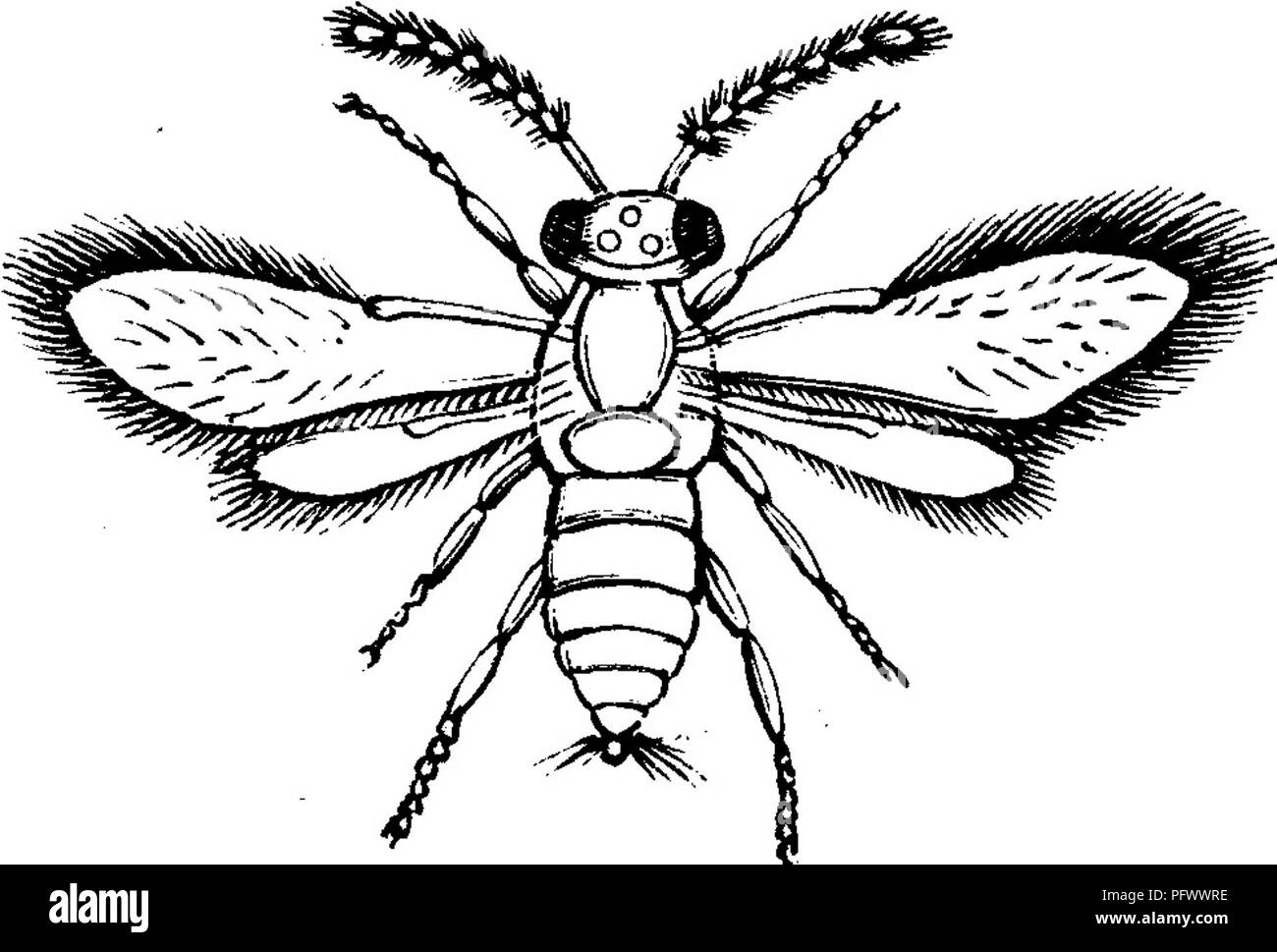 This volume provides an in-depth look at insect pests that damage ...