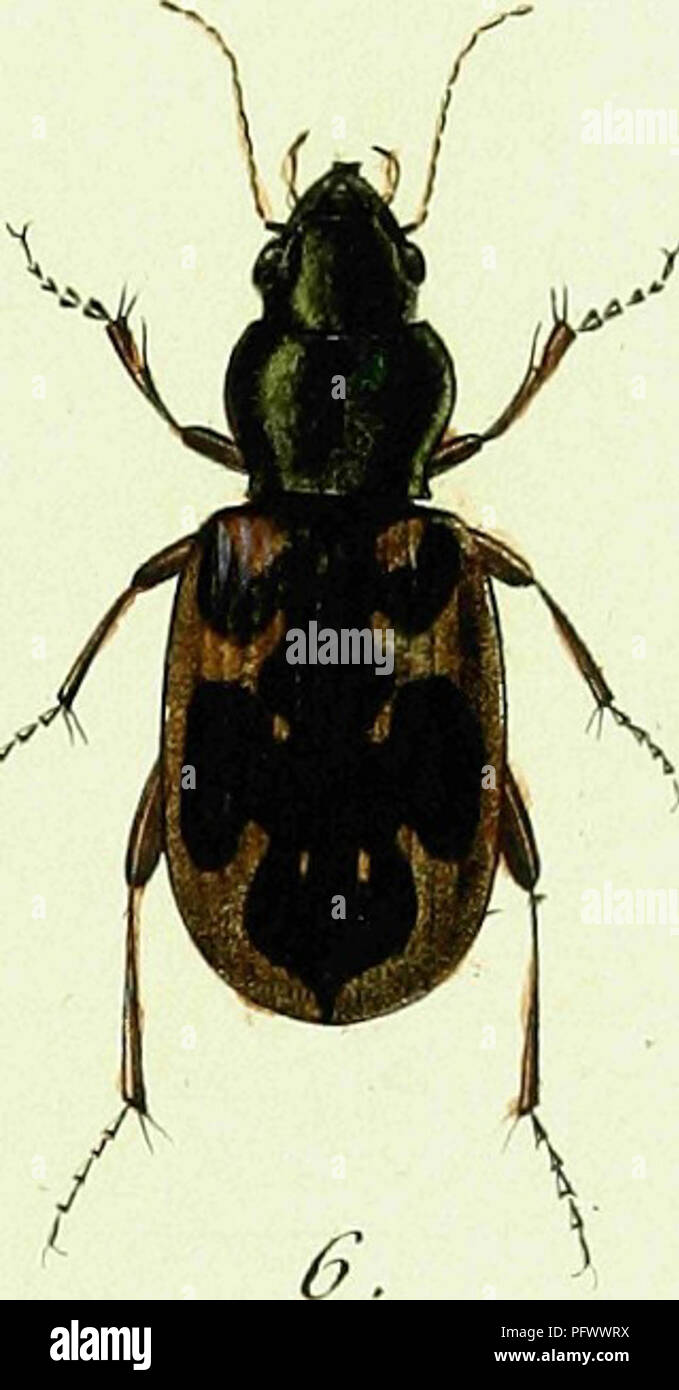 This work provides an illustrated guide to European beetles, detailing ...