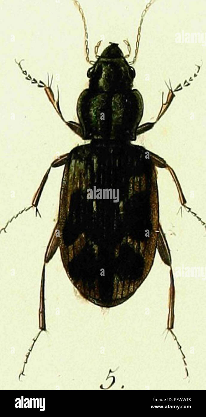 A natural history and iconography of European beetles, detailing ...