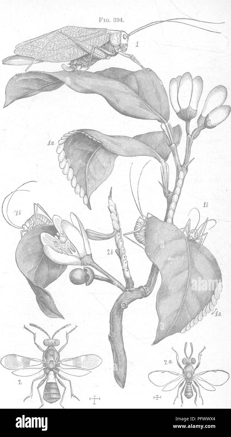 This work addresses various insect pests that harm fruit crops ...