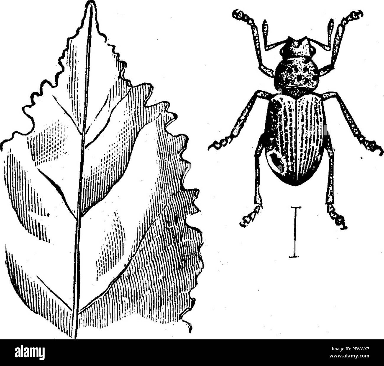 This publication discusses various insects that damage fruit crops ...