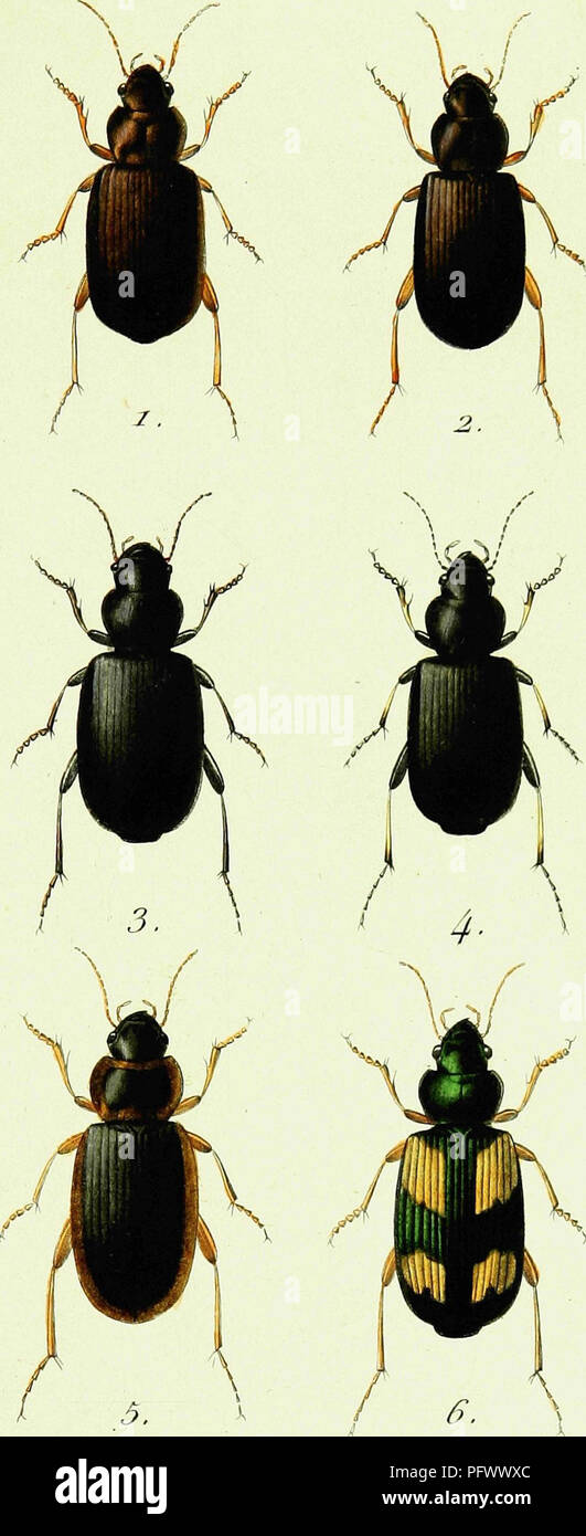 This French work illustrates European beetles, focusing on species such ...