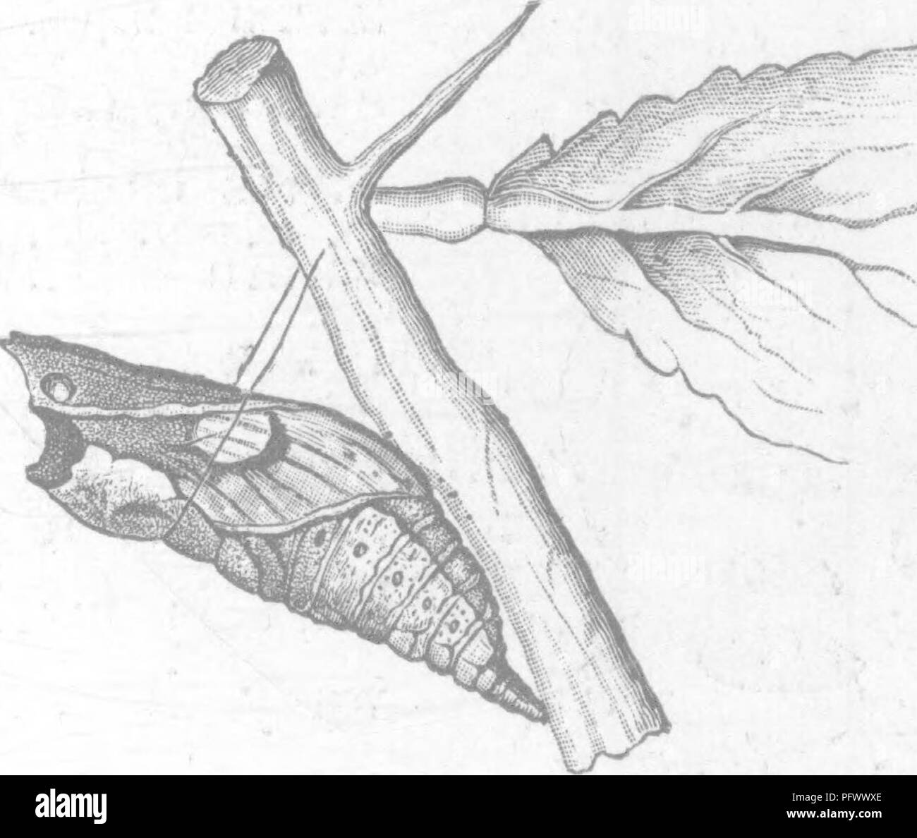 Red fleshy growth Black and White Stock Photos & Images - Alamy