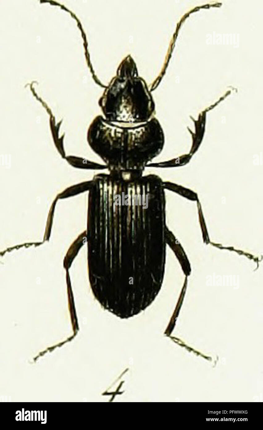 This work provides a comprehensive study of European beetles, including ...