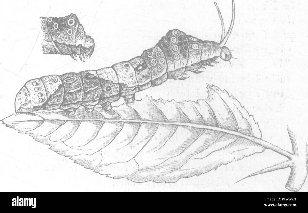 This book identifies and illustrates insects that harm fruit crops ...