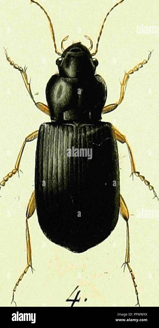 A comprehensive study and catalog of European beetles, with ...