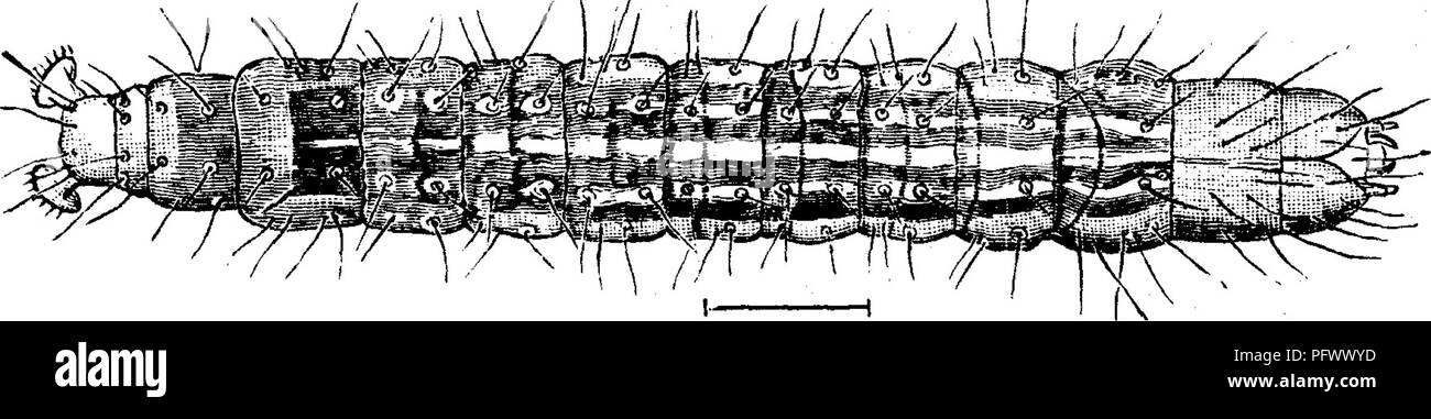 Anterior tubercles hi-res stock photography and images - Alamy