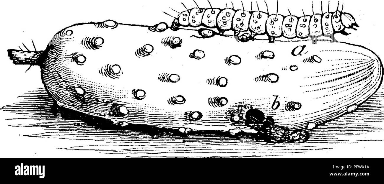 . Insects injurious to fruits. Illustrated with four hundred and forty ...