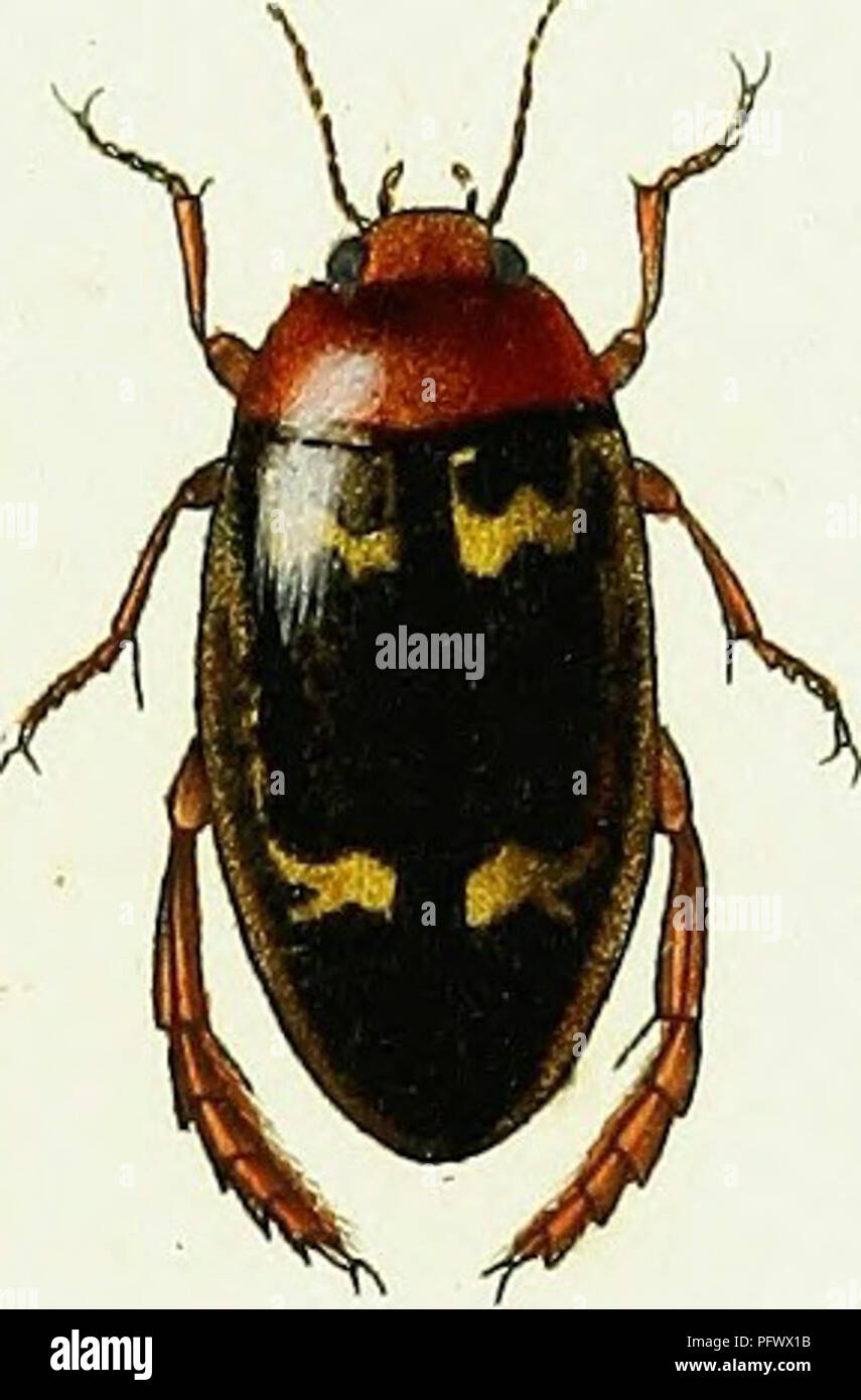 Lac insect hi-res stock photography and images - Alamy