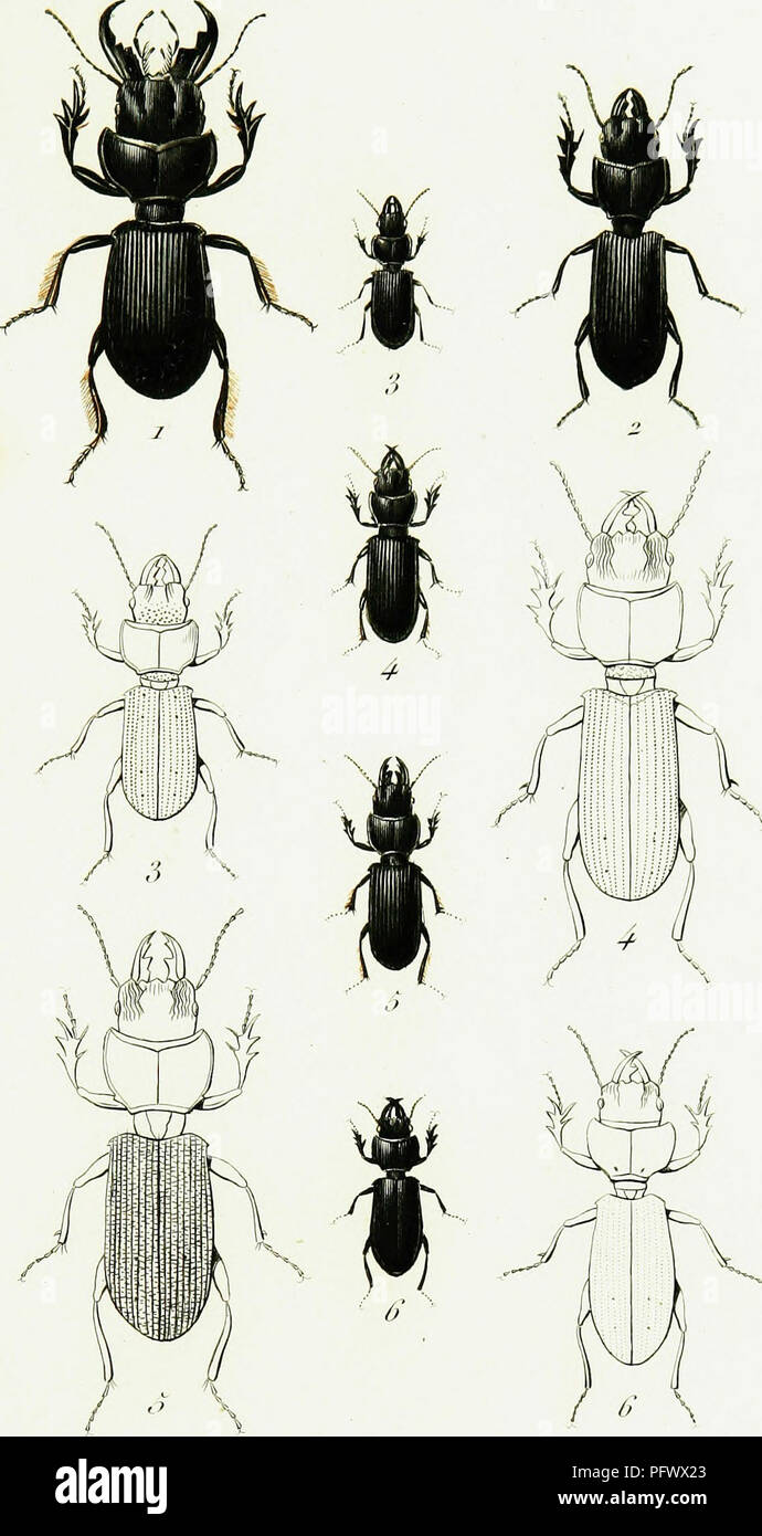 This work offers an in-depth illustration and natural history of ...