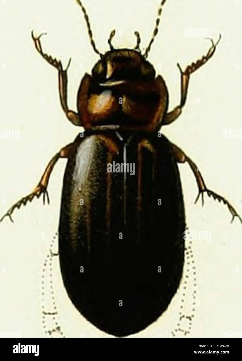 This work documents the beetles of Europe, with detailed illustrations ...