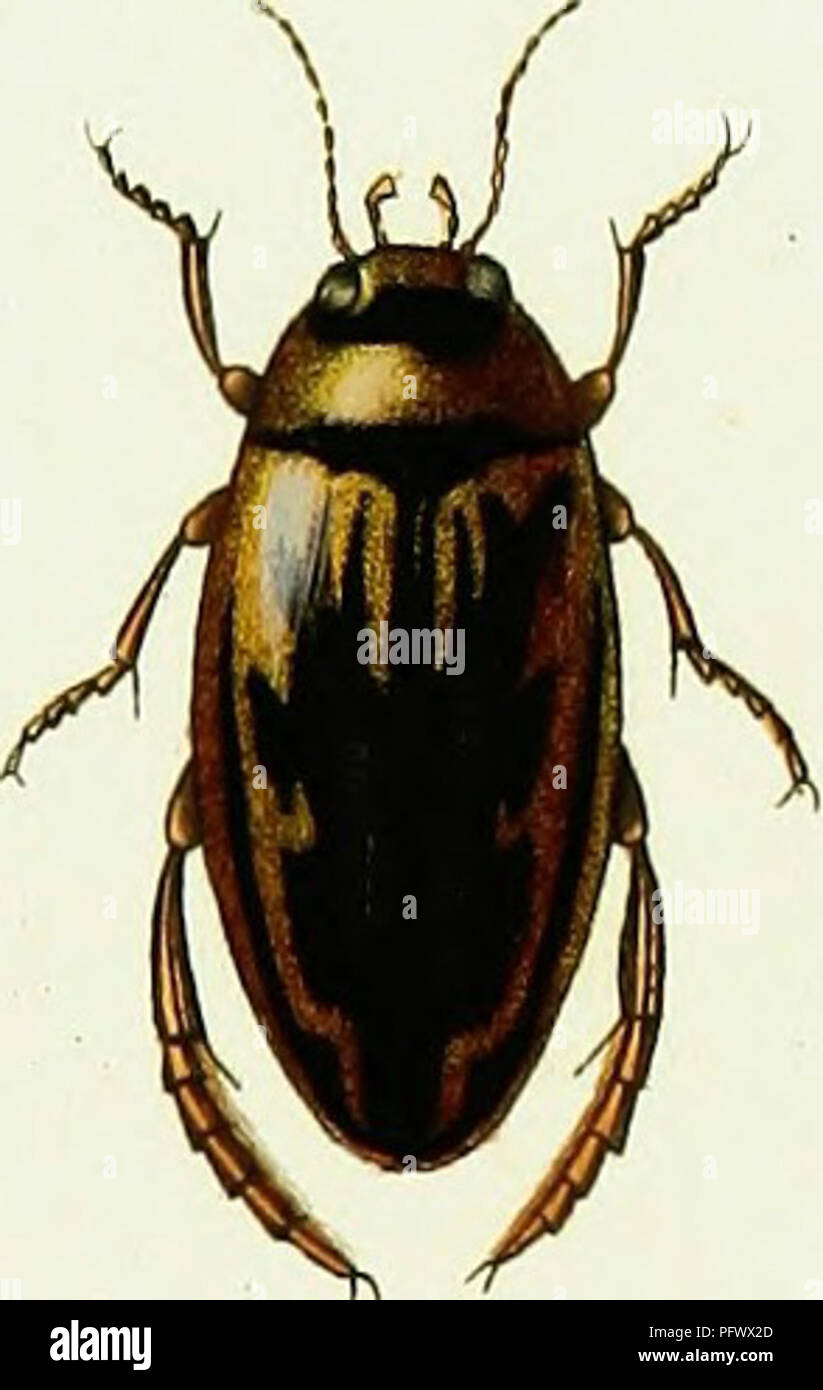 This work presents the iconography and natural history of European ...