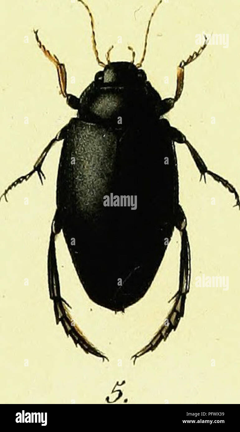 Pierre Dejean's *Iconographie et histoire naturelle des coleopte?res d ...