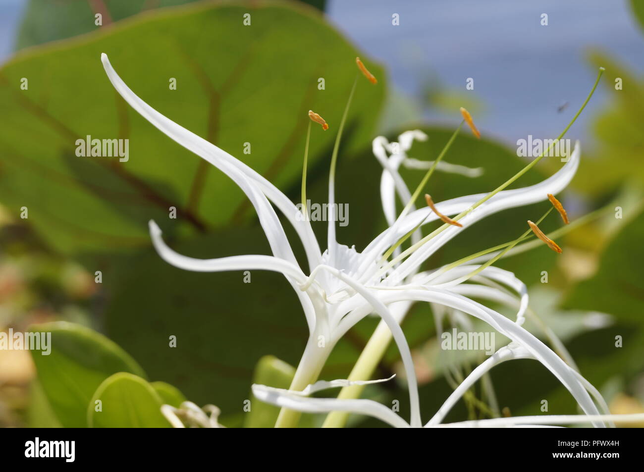 Dominican republic flower plant hi-res stock photography and images - Alamy