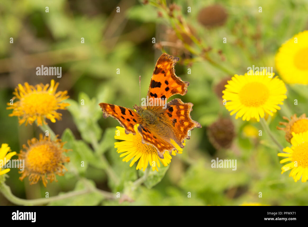 British butterflies uk hi-res stock photography and images - Alamy