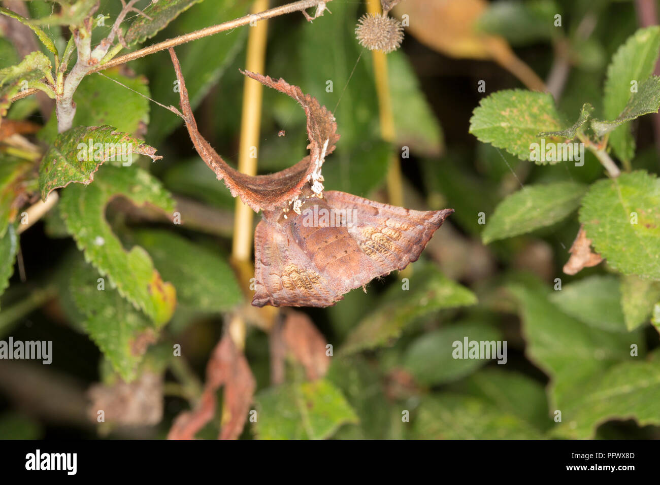 A Herald moth, Scoliopteryx libatrix, photographed in early afternoon ...