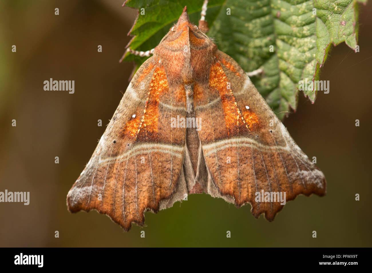 Herald moth hi-res stock photography and images - Alamy