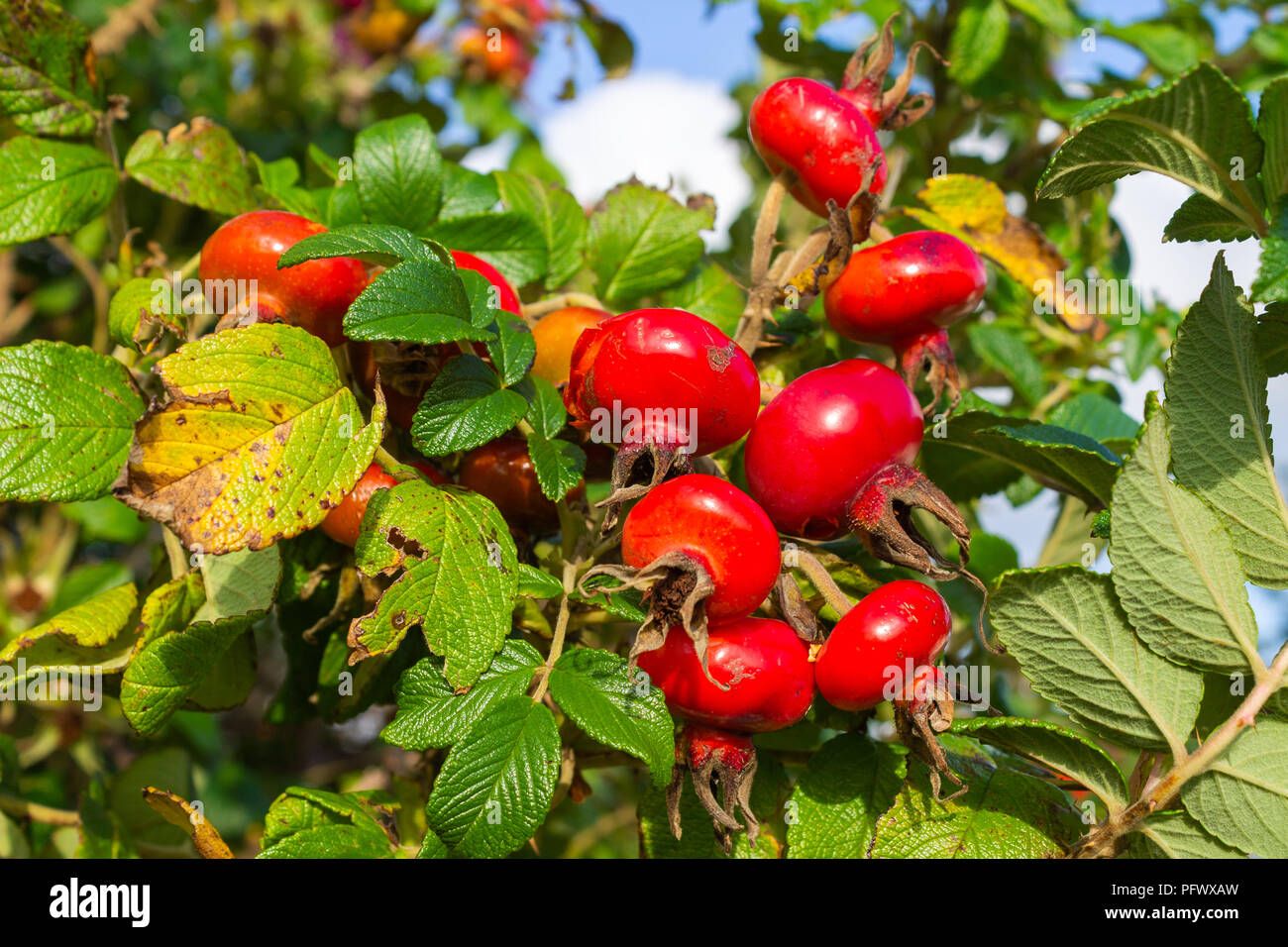 Rugosa rose hi-res stock photography and images - Alamy