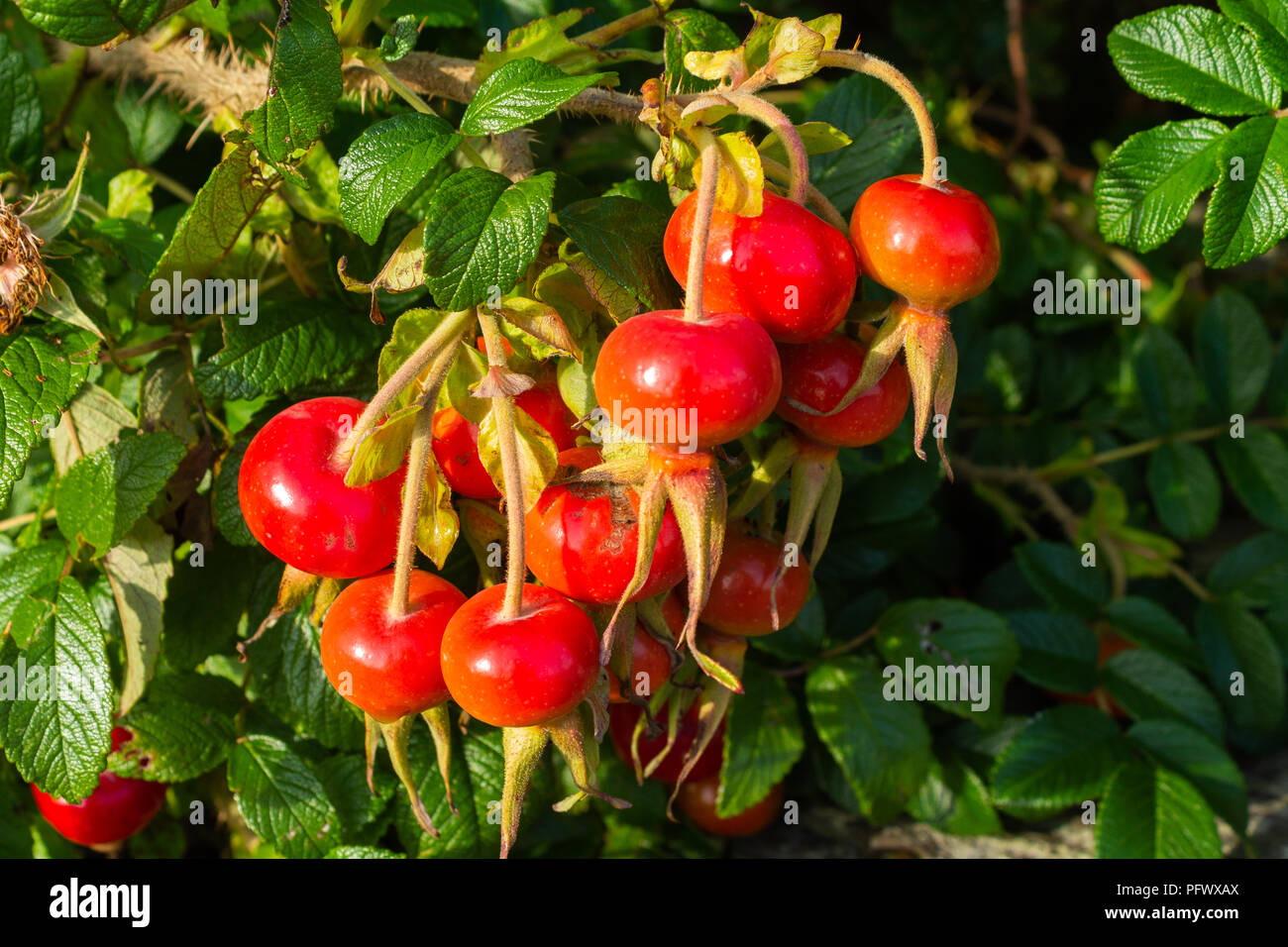 Beach rose rosa rugosa rose hips Stock Photo - Alamy