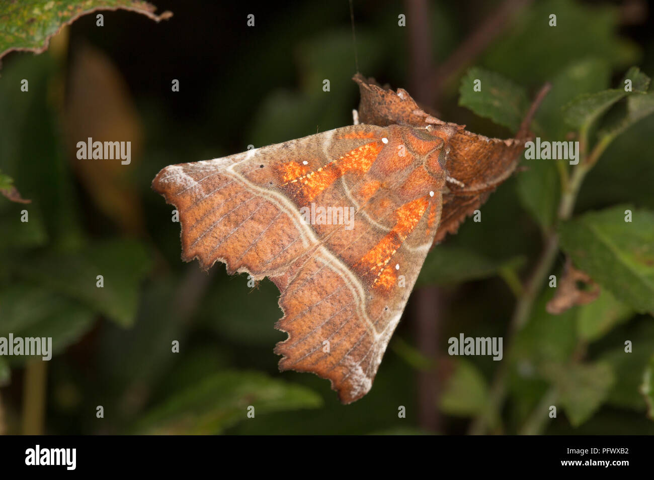 Herald moth dorset hi-res stock photography and images - Alamy