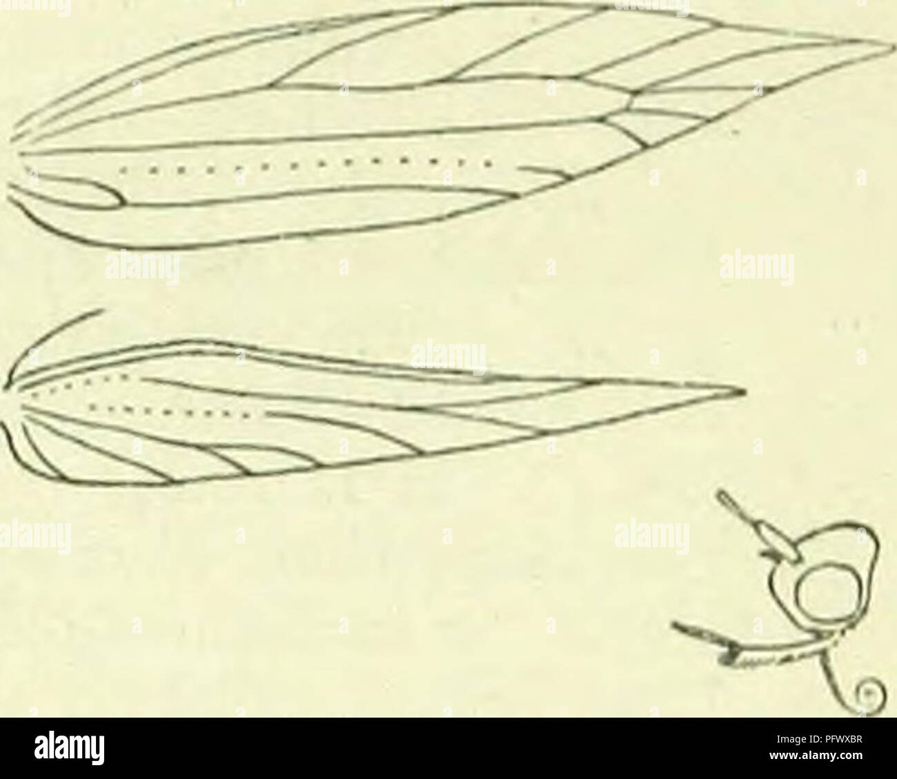 Goniodoma hi-res stock photography and images - Alamy