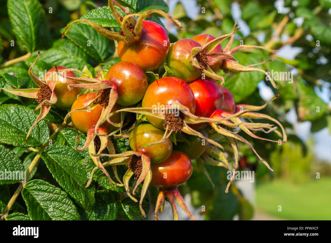 Rugosa rose hi-res stock photography and images - Alamy