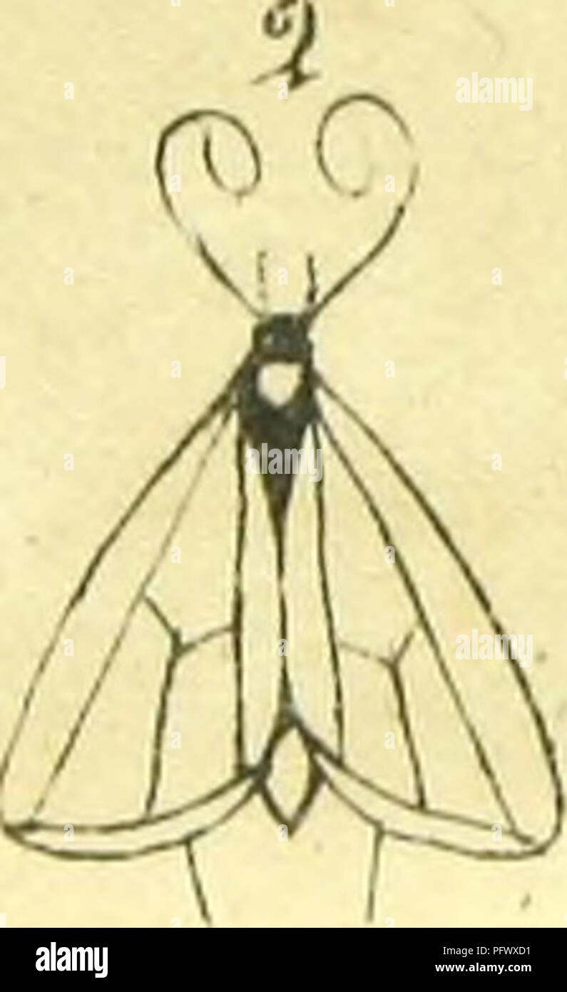 This entomological manual offers a detailed classification of ...