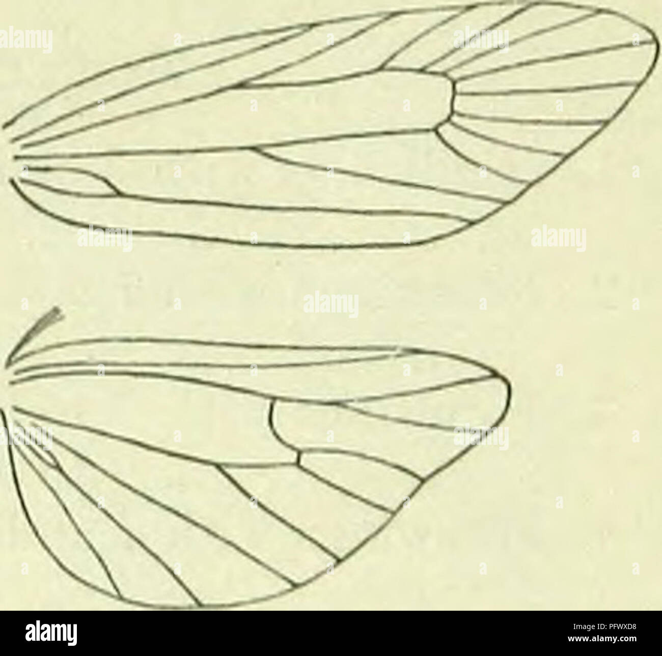 Dark spot on forewings hi-res stock photography and images - Alamy