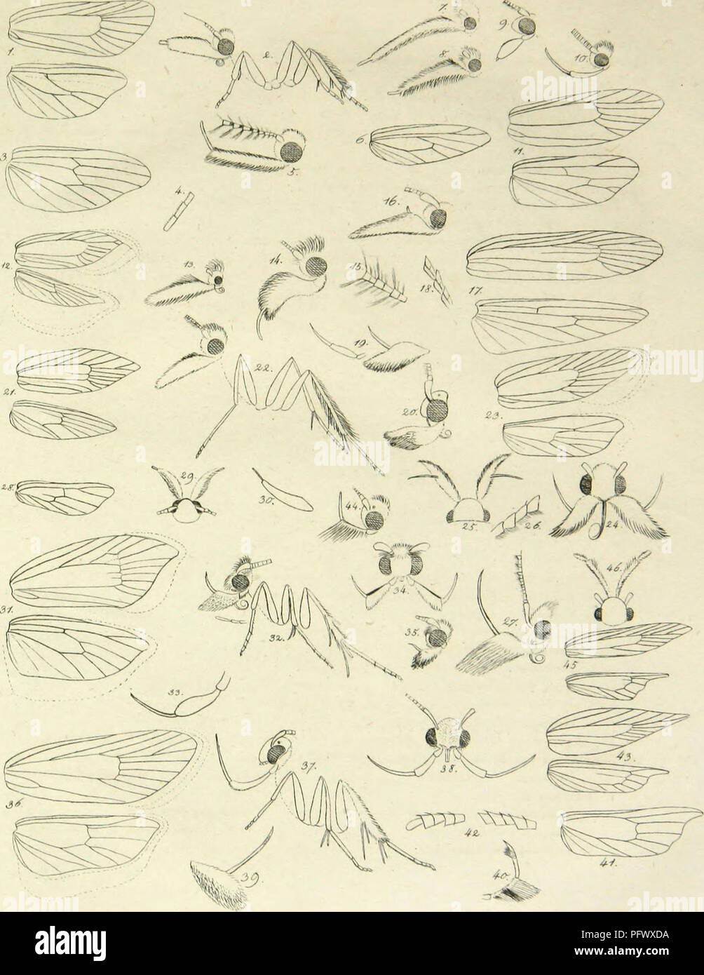 Understanding butterfly classification hi-res stock photography and ...