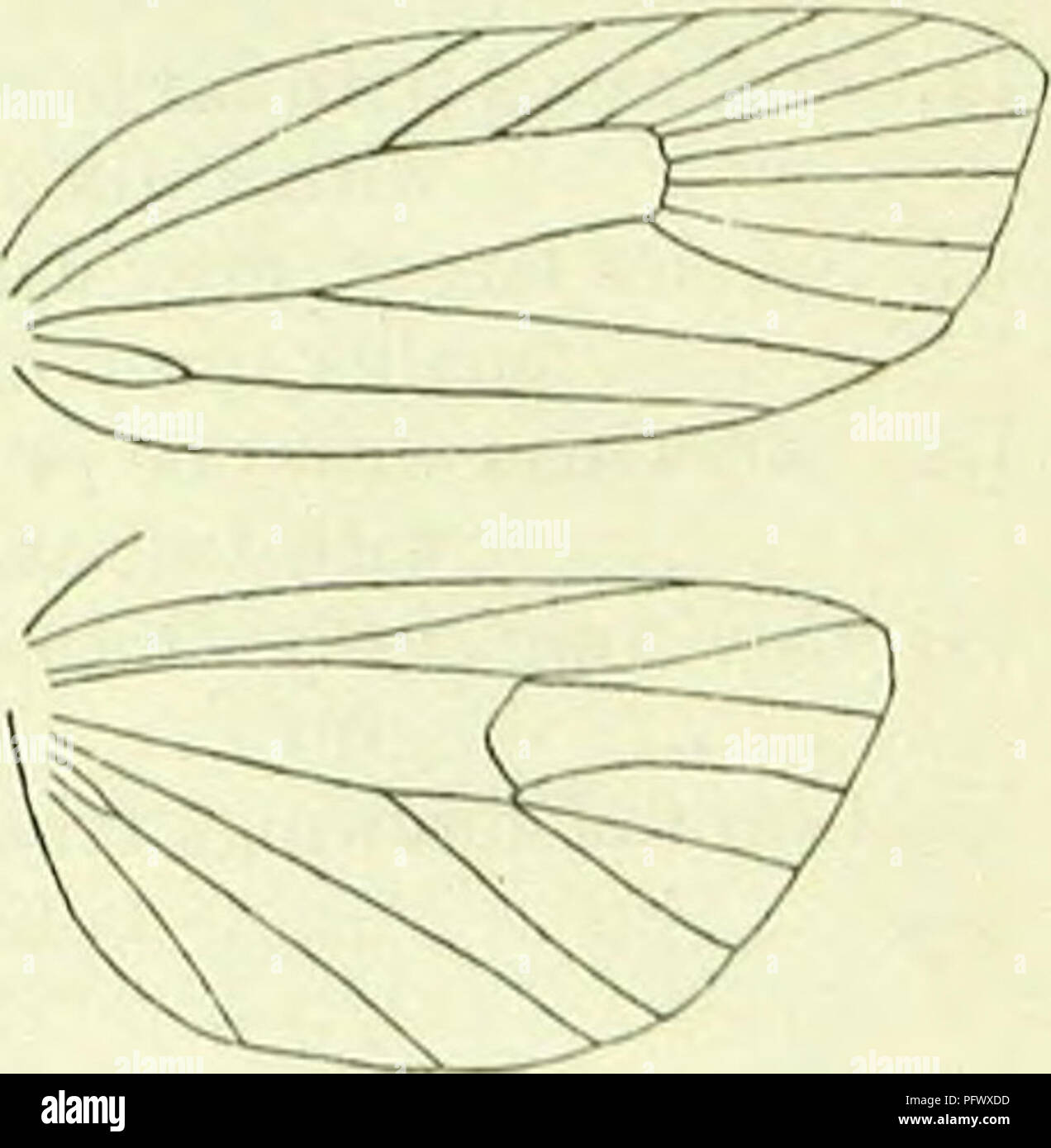 Identifying various moths hi-res stock photography and images - Alamy