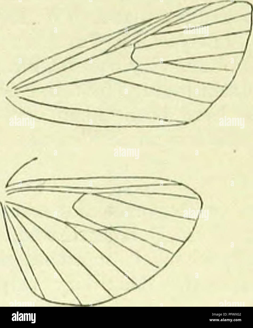 This handbook provides detailed descriptions of British moths and ...