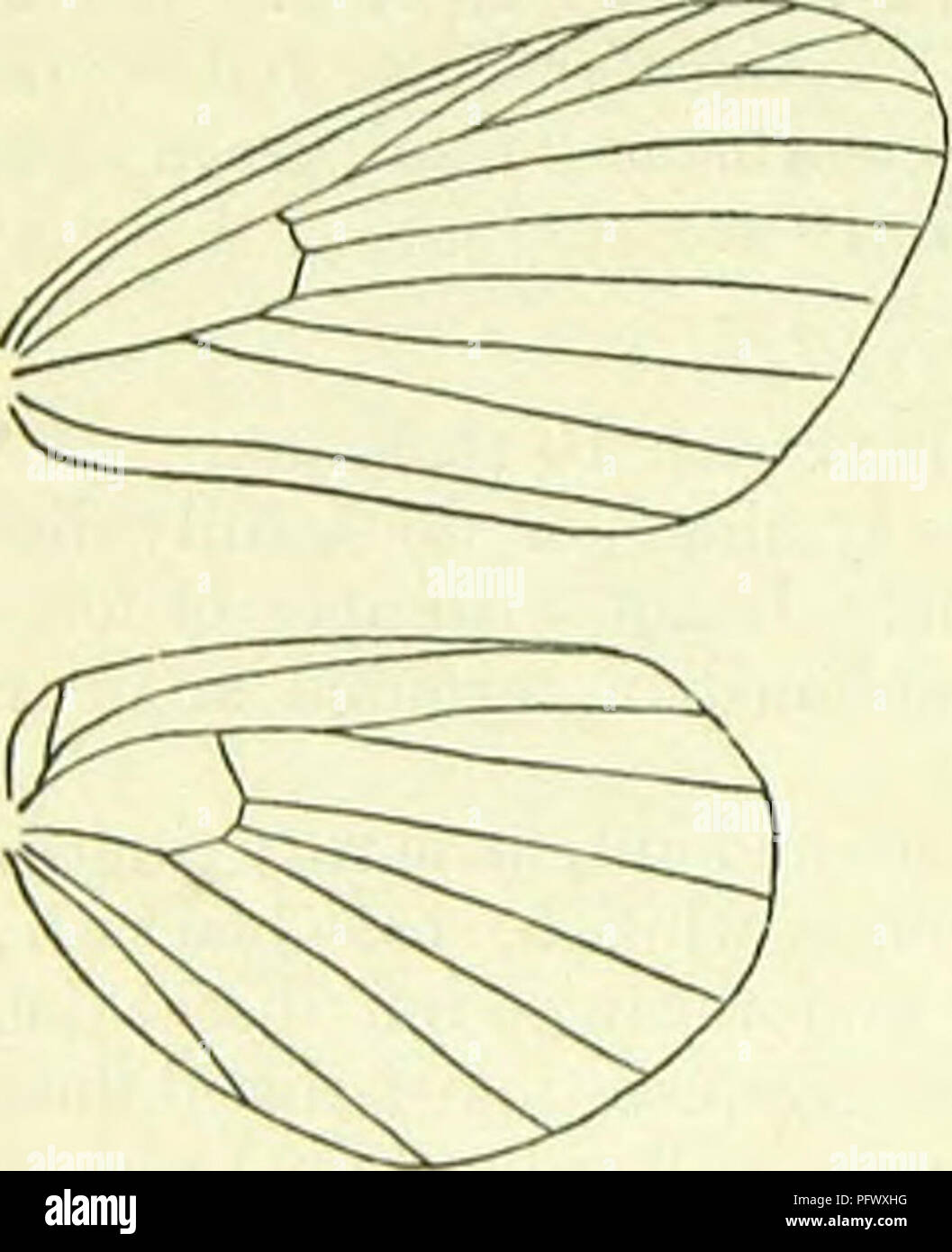 Long narrow forewings hi-res stock photography and images - Alamy
