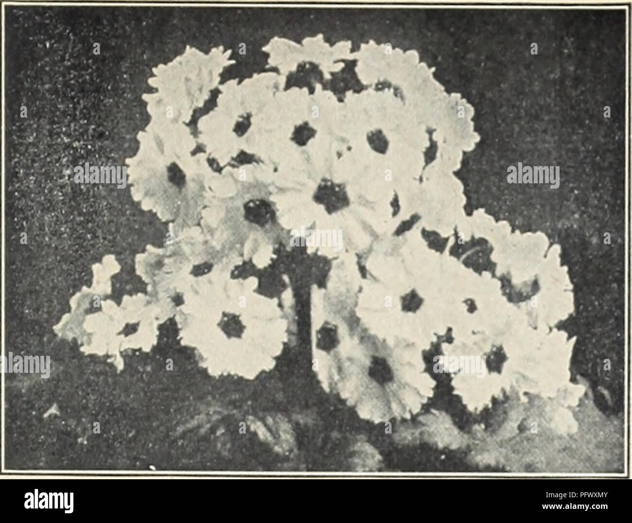 This catalog from Currie’s Garden features various hardy primrose ...