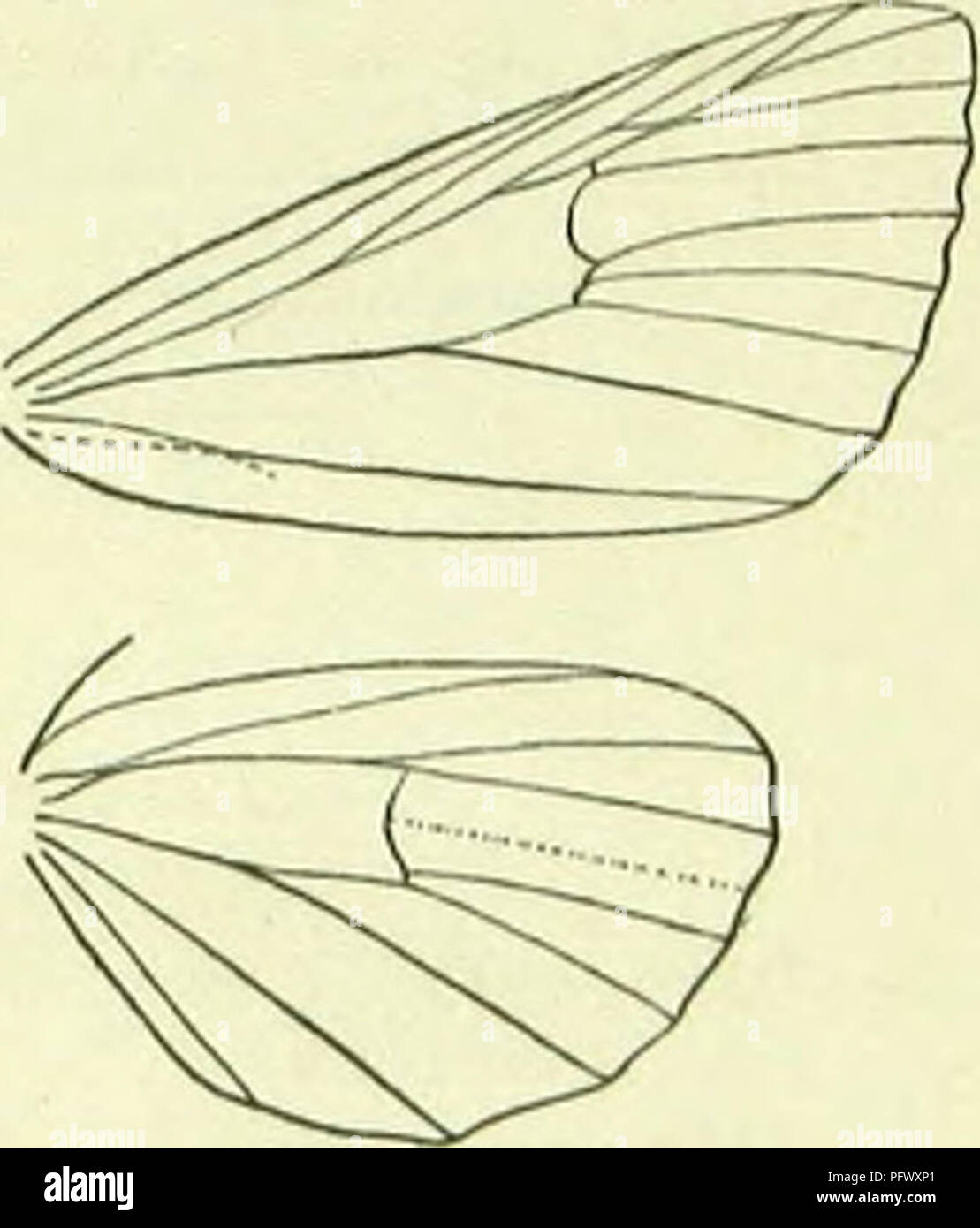 . A handbook of British lepidoptera. Lepidoptera. cai.limokpha ...