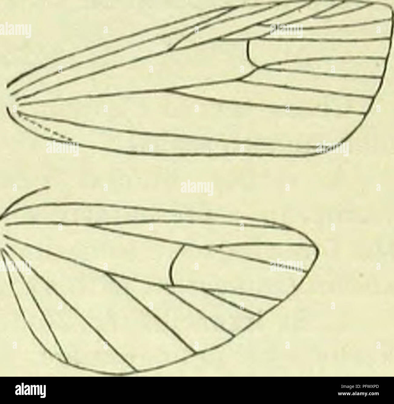 This handbook offers detailed descriptions and identification of ...