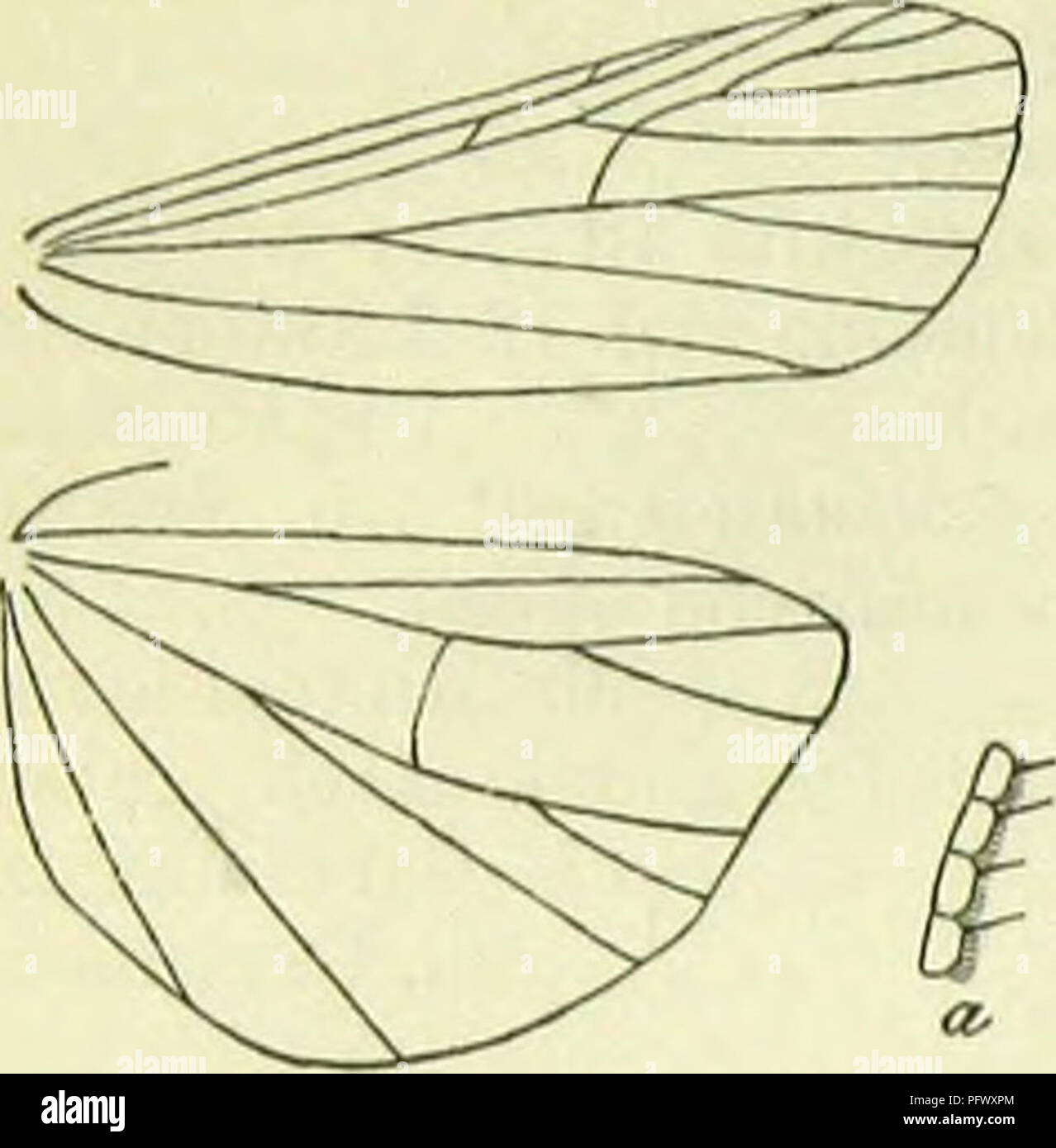 . A handbook of British lepidoptera. Lepidoptera. CARADRININA [MTH08IA ...
