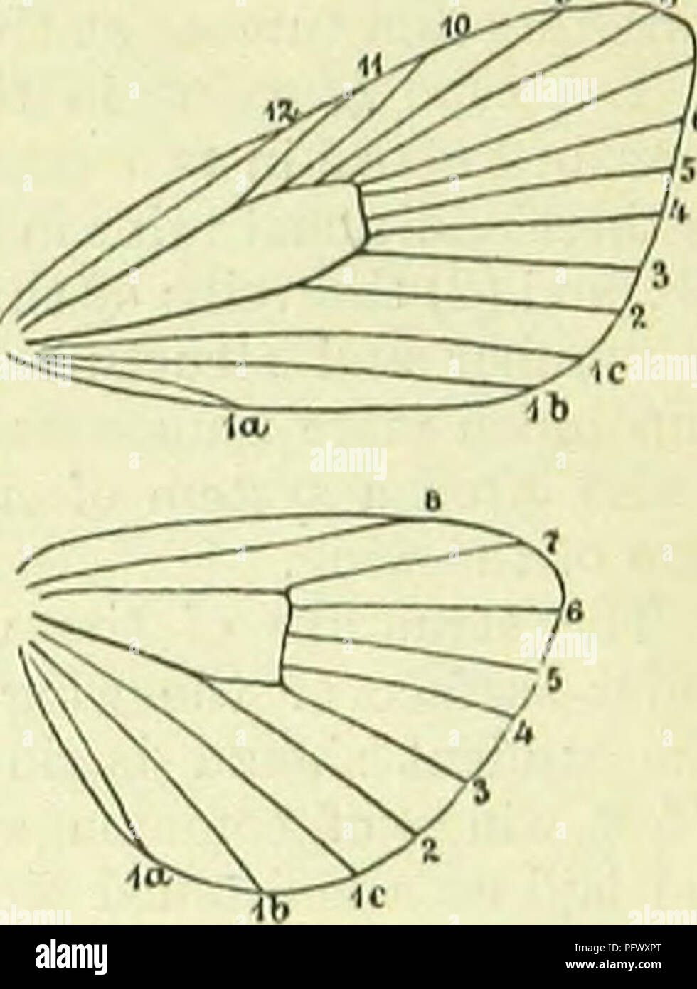 Frenulum hi-res stock photography and images - Alamy