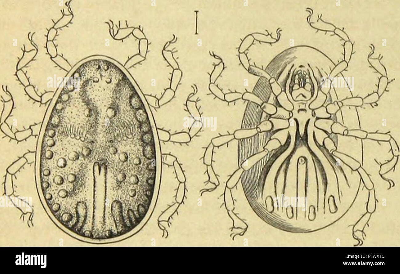 This study covers the insects, millipedes, and spiders, focusing on ...