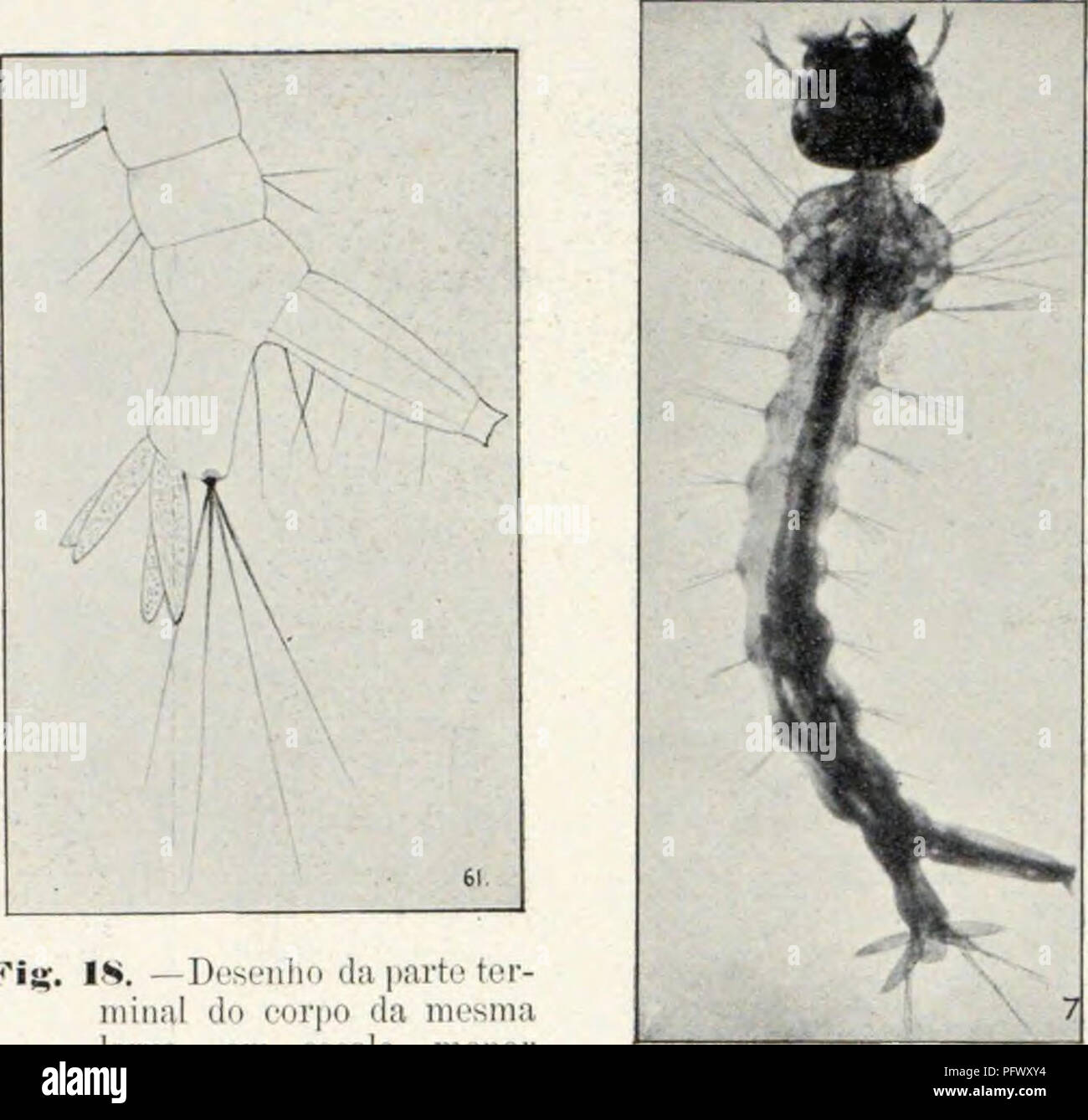 This study on mosquitoes in Pará focuses on indigenous species that ...