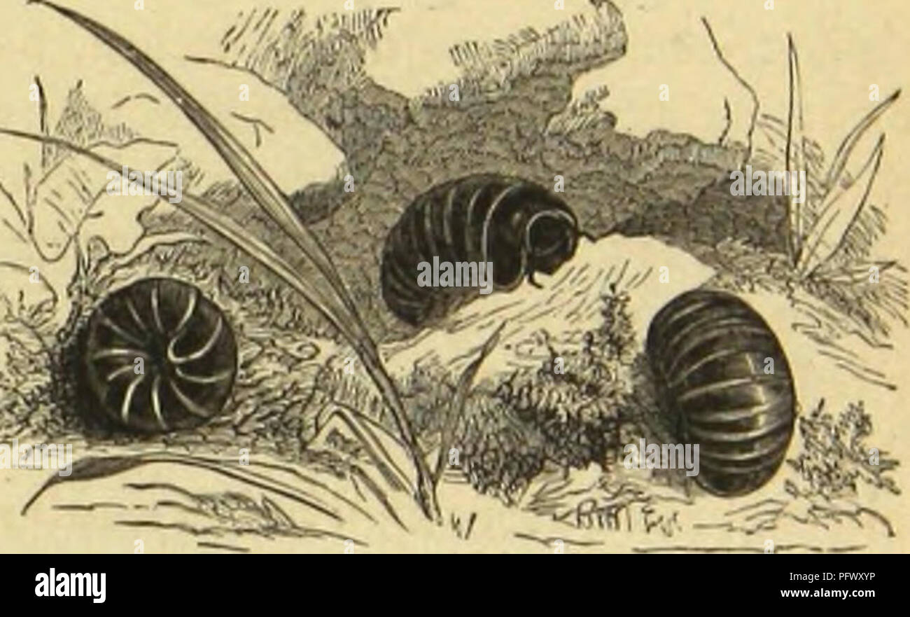 This image focuses on the detailed structure and features of various ...