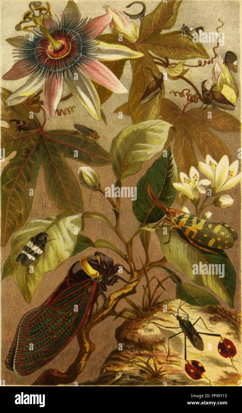 This work by Ernst Ludwig Taschenberg covers various insect species ...